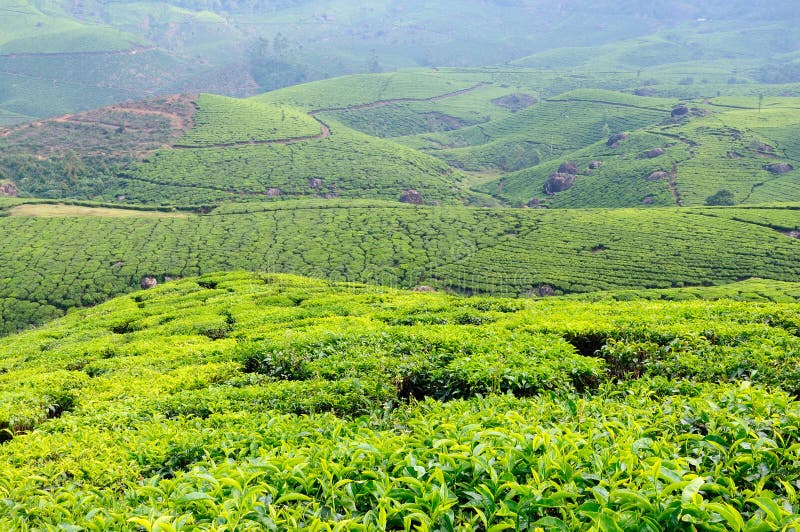 Tea plantations in India stock photo. Image of countryside - 93866414