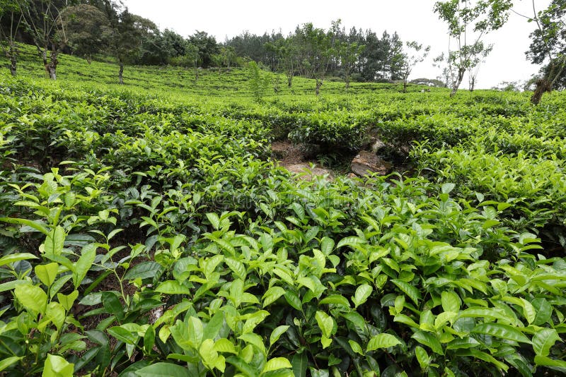 Tea Plantations at Kandy in Sri Lanka Stock Photo - Image of kandy ...