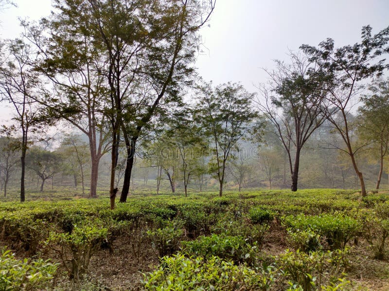 Tea Plantations Landscape stock photo. Image of countryside - 368277668
