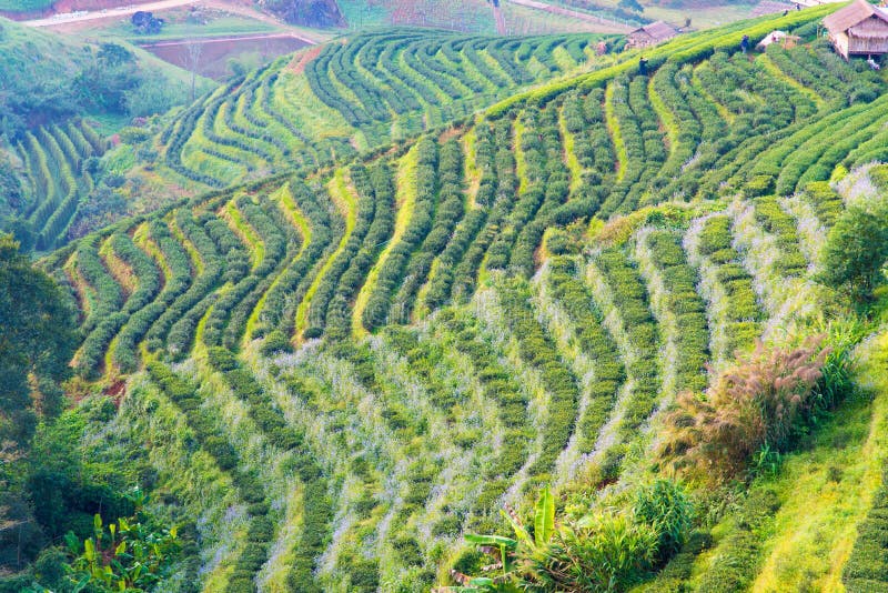 Tea Plantations stock image. Image of beautiful, scene - 83638763
