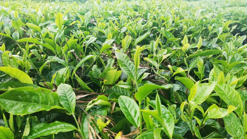 Tea Garden Leaves stock photo. Image of close, growth - 261680318