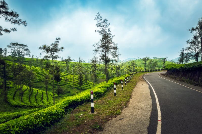 Tea Plantations in Munnar, Kerala, India Stock Photo - Image of munnar ...