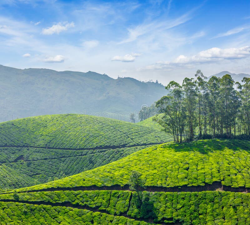 Tea Plantations. Munnar, Kerala, India Stock Image - Image of india ...
