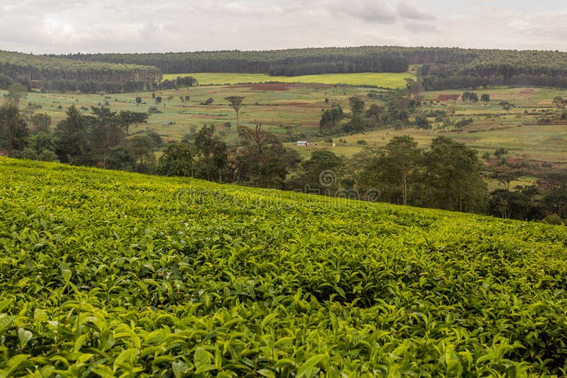 Tea Plantations Near Kericho, Ken Stock Photo - Image of leaves ...