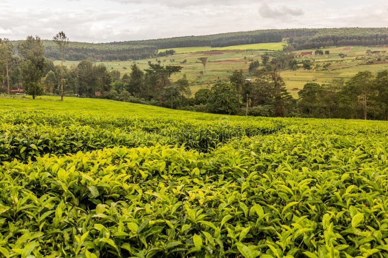 Tea Plantations Near Kericho, Ken Stock Image - Image of natural ...