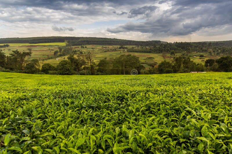Tea Plantations Near Kericho, Ken Stock Photo - Image of cultivation ...