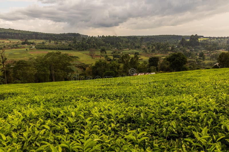 Tea Plantations Near Kericho, Ken Stock Photo - Image of labor ...