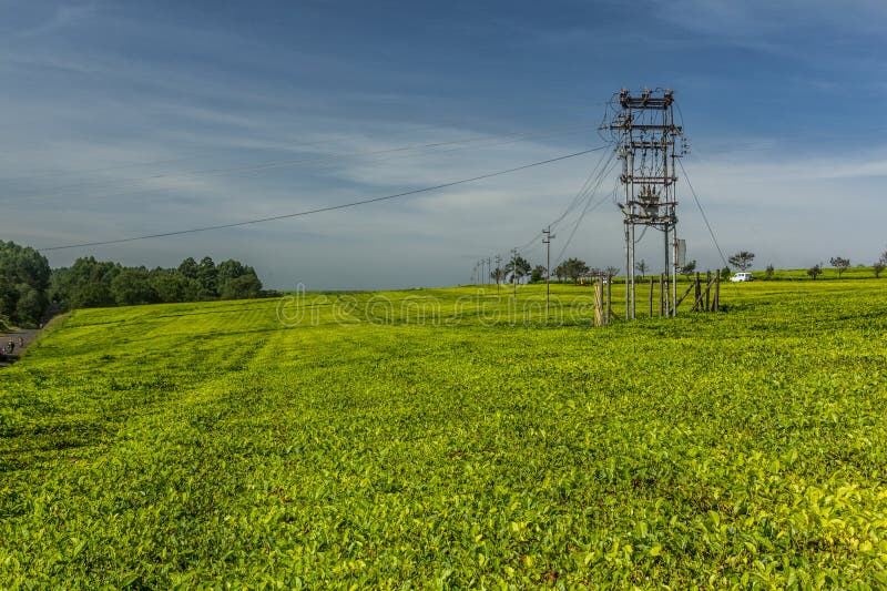 Tea Plantations Near Kericho, Ken Stock Photo - Image of african ...