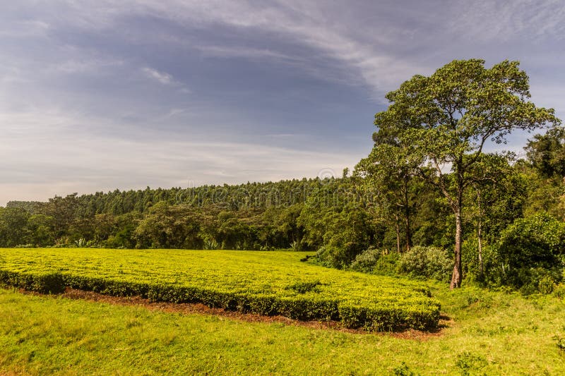 Tea Plantations Near Kericho, Ken Stock Photo - Image of plant, africa ...
