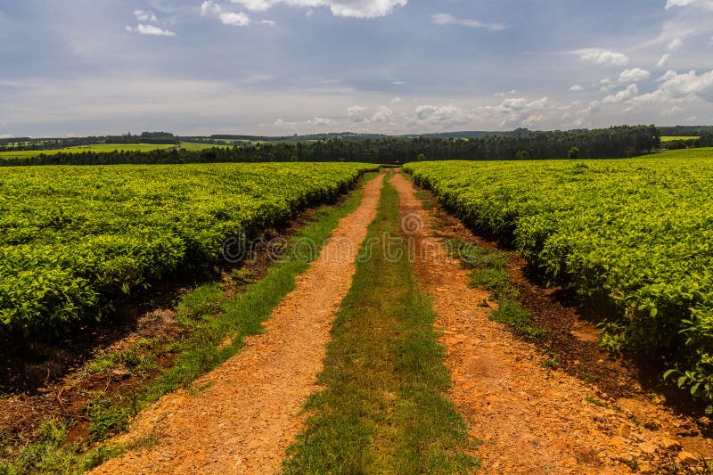 Tea Plantations Near Kericho, Ken Stock Image - Image of leaves ...