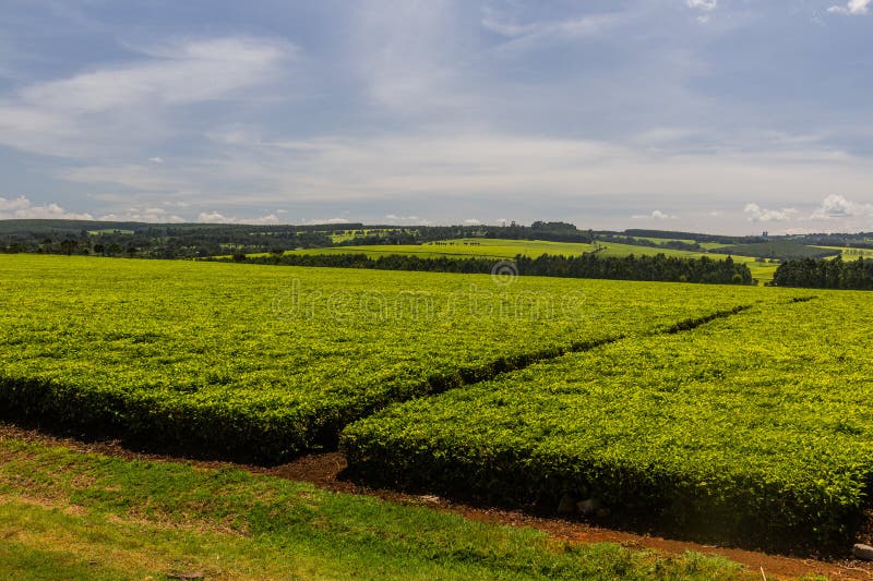Tea Plantations Near Kericho, Ken Stock Photo - Image of agriculture ...