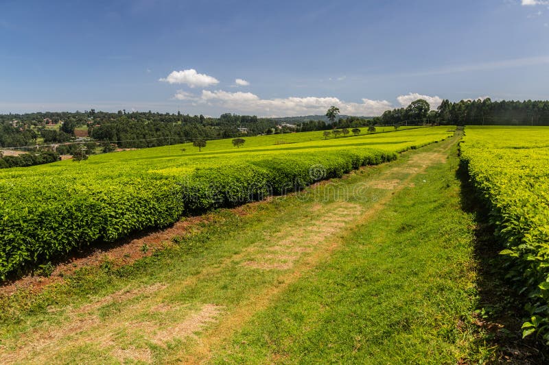 Tea Plantations Near Kericho, Ken Stock Image - Image of plant ...