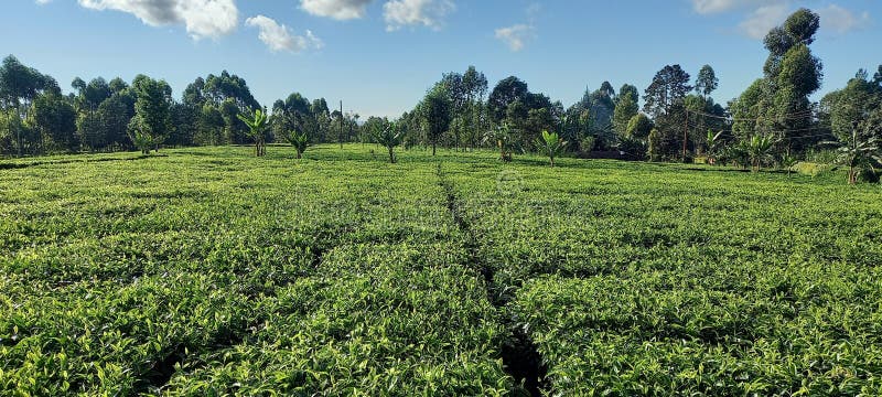 Tea Plantations Small Farming Stock Image - Image of small, farming ...