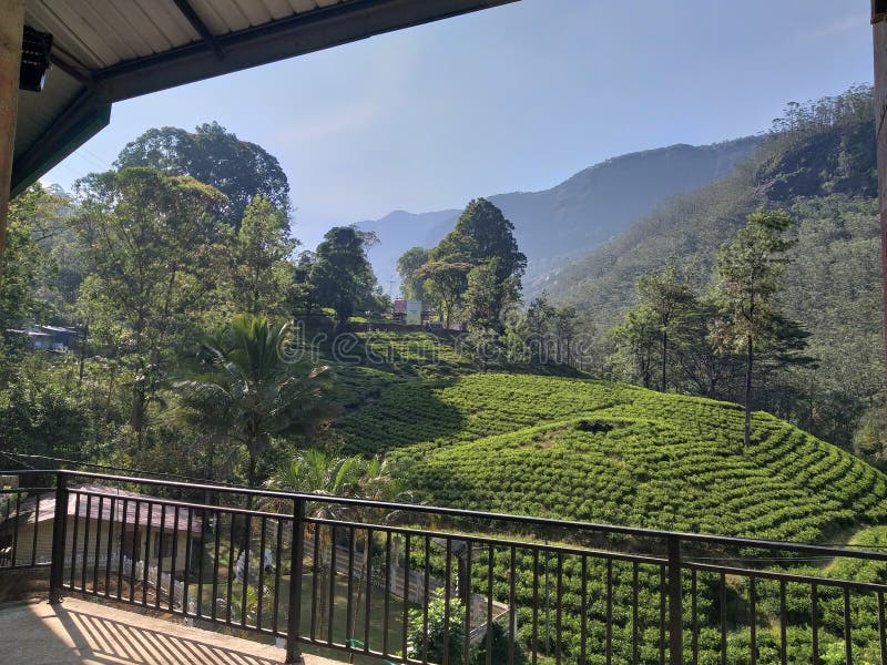 Tea Plantations in Sri Lanka Editorial Photography - Image of tourism ...