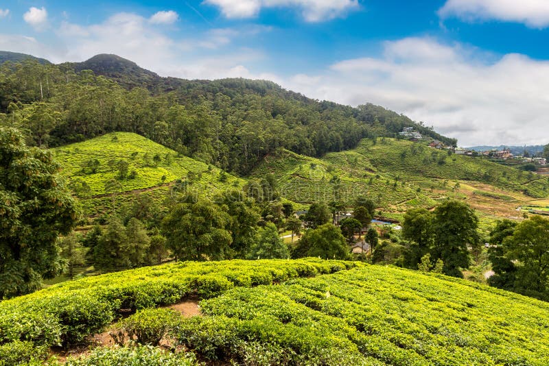 Tea Plantations in Sri Lanka Stock Image - Image of growing ...