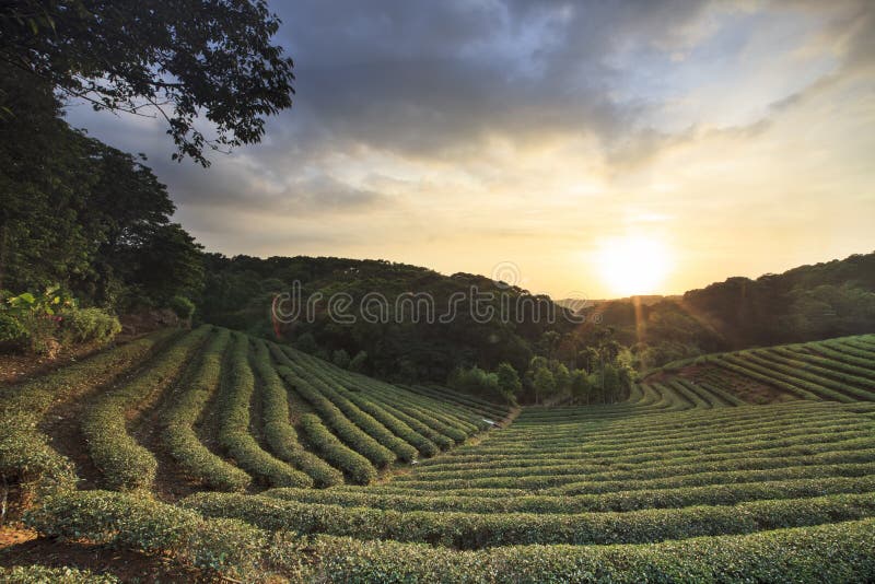 289 Assam Tea Plantations Stock Photos - Free & Royalty-Free Stock ...