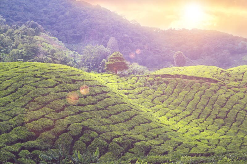 289 Assam Tea Plantations Stock Photos - Free & Royalty-Free Stock ...