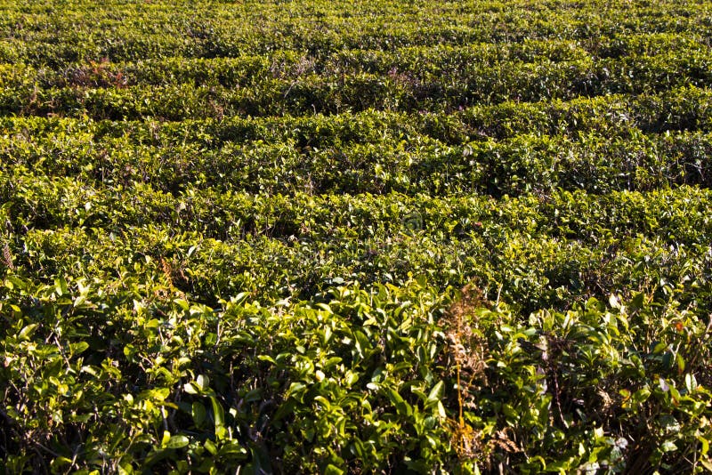 Tea Plantations, Tea Tree Field Stock Photo - Image of agriculture ...