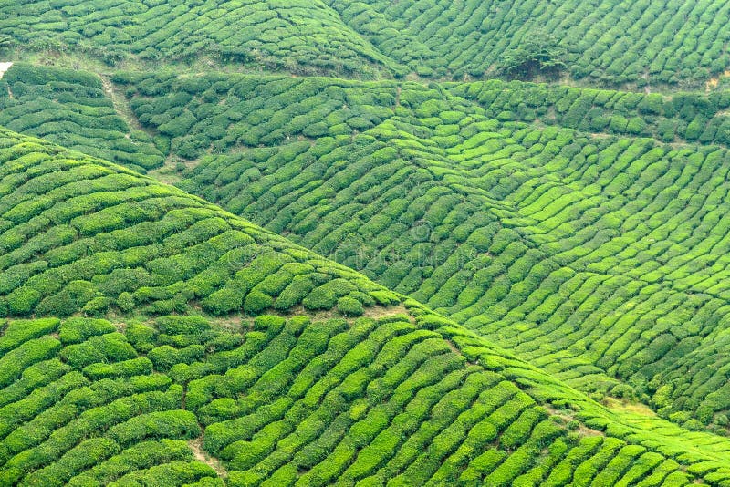 Tea plantations texture stock photo. Image of palas, field - 70617096