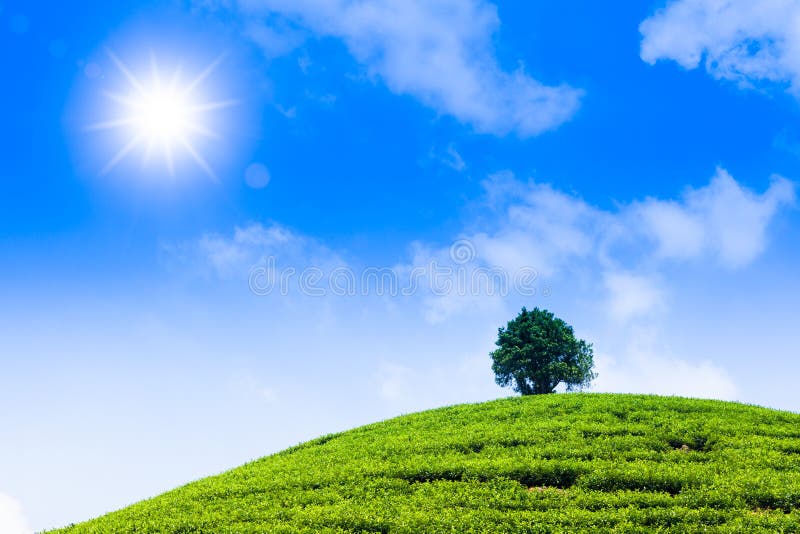 Tea Plantations and Trees on the Hill Stock Photo - Image of morning ...