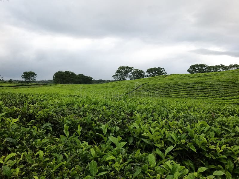Tea plantion stock image. Image of shrub, field, plantation - 266770439