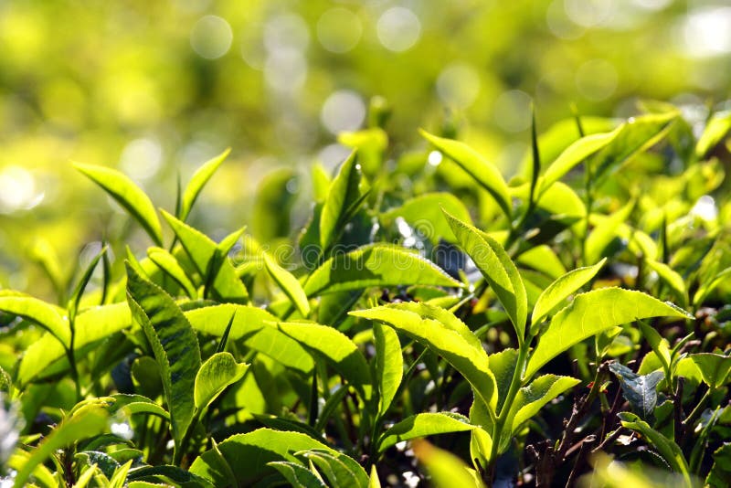 Tea plants stock image. Image of sunlight, lush, outdoors - 28191901