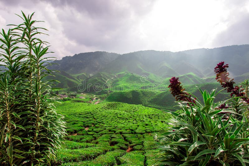 Tea Plants Cameron Highlands Stock Photo - Image of mountain, fresh ...