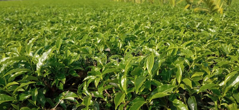 Tea Plants and Leaves Panchagarh Stock Image - Image of pancha, leaves ...
