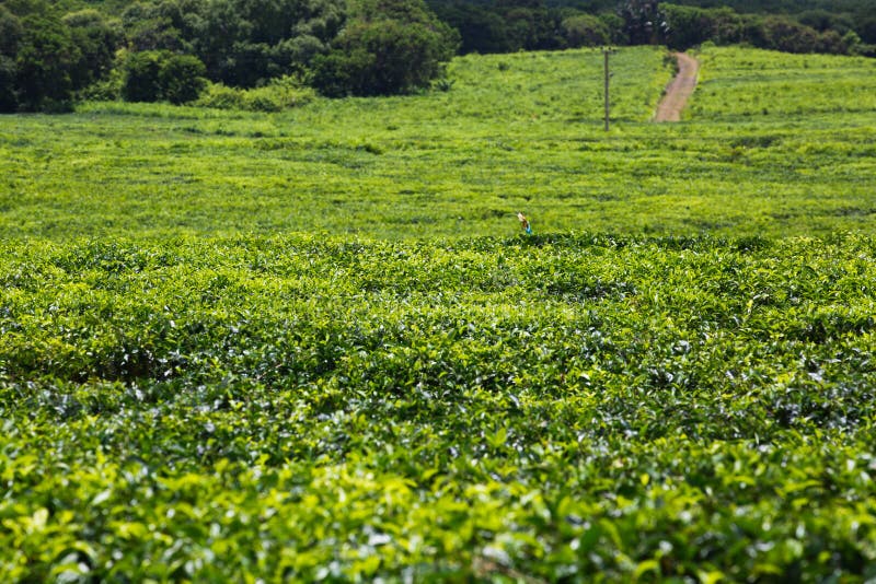 Tea plants in Mauritius stock photo. Image of mint, bergamot - 84514216