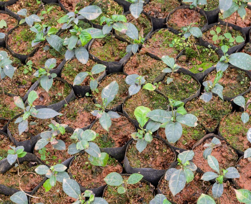Tea plants in a nursery stock photo. Image of floral - 66282100