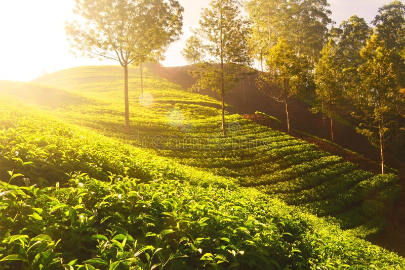 Tea plants on terrace farm stock photo. Image of countryside - 91760752