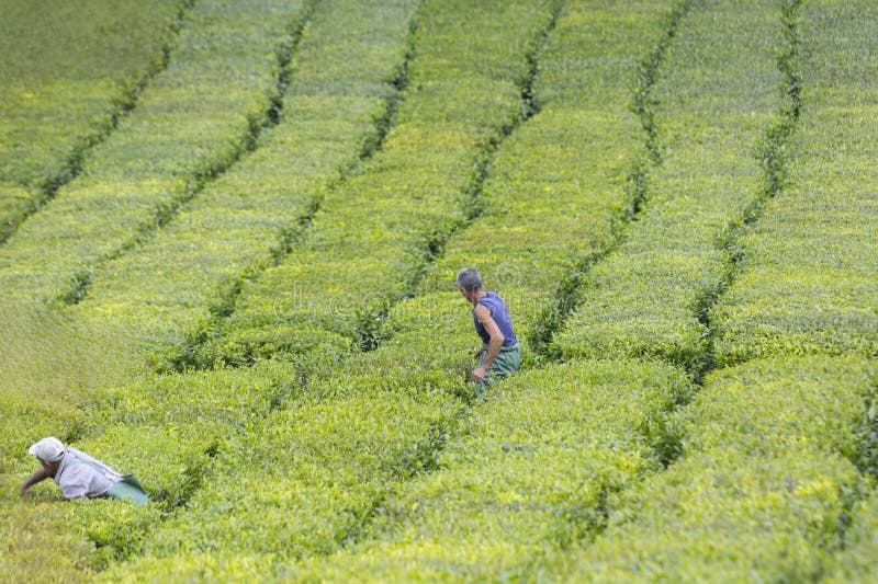 A Tea Plants - Worker is Walking through a Field of Green Plants Stock ...