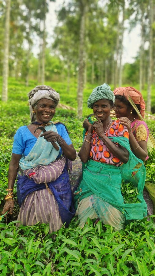 Tea pluckers editorial image. Image of pluckera, pluckers - 147340825