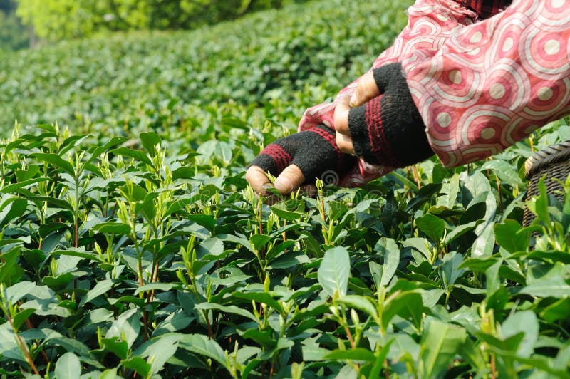 Tea plucking stock image. Image of asia, crop, harvest - 40095835