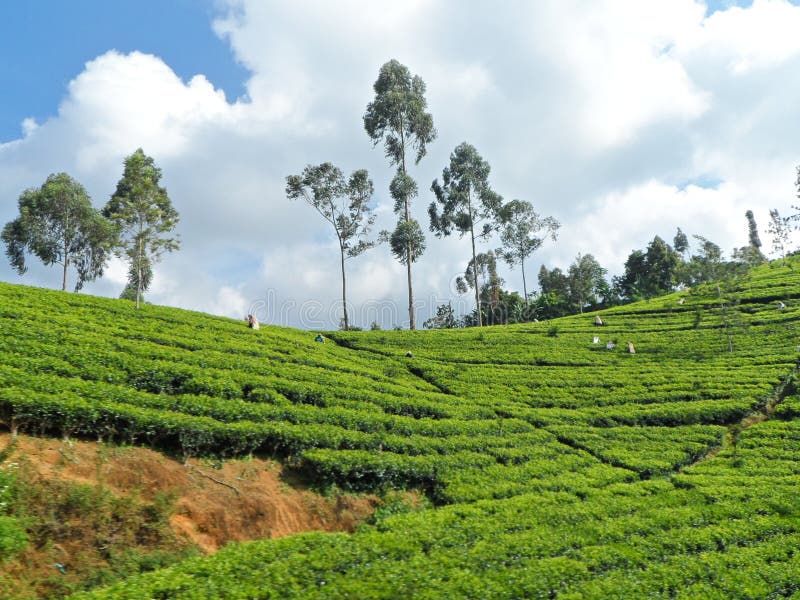 Tea plucking stock photo. Image of plucking, lanka, track - 52626250