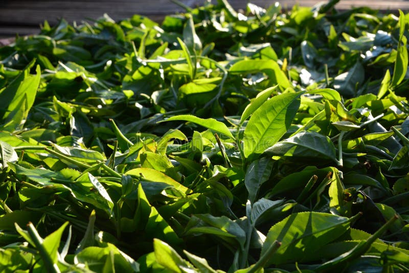 Tea Plucking, Tea Production Starts with Plucking. Stock Image - Image ...