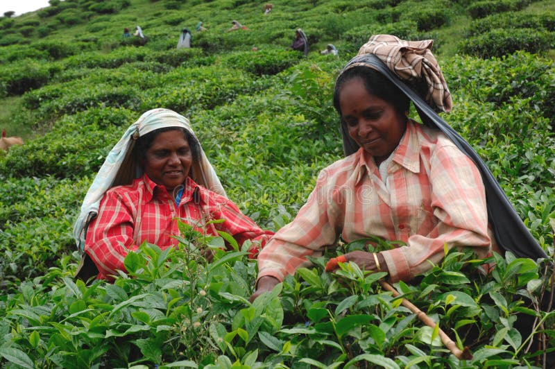 Tea Plucking in South India Editorial Photo - Image of munnar, lady ...