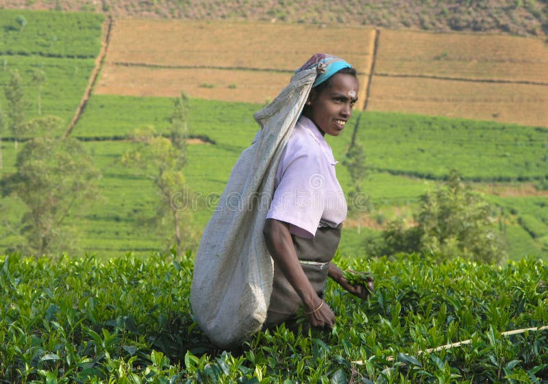 Tea Plucking in South India Editorial Photo - Image of forest, hills ...