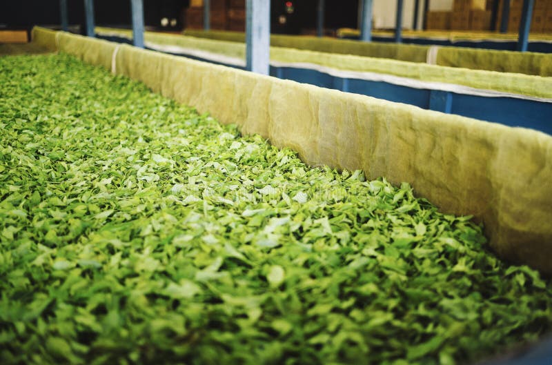 Tea processing stock photo. Image of taiwan, horizontal - 298948752