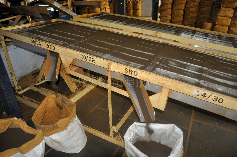 Tea processing editorial photo. Image of processing, plucked - 36639026