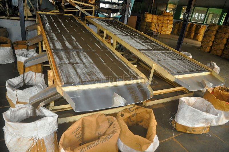 Tea processing editorial image. Image of factory, processing - 36639045