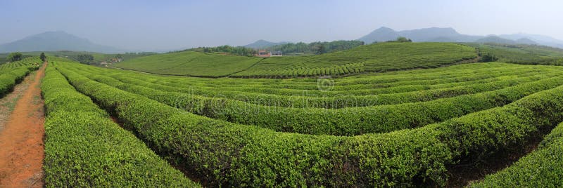 Tea production stock photo. Image of zhuji, china, zhejiang - 10274296