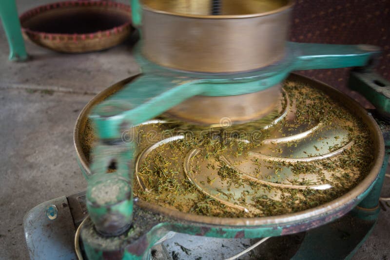 Tea production stock photo. Image of production, natural - 62375076