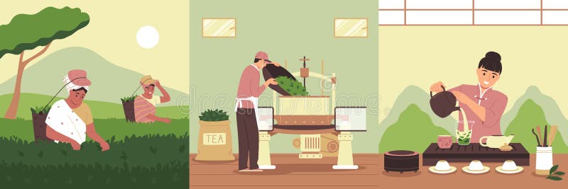 Tea Production Set stock vector. Illustration of agriculture - 249535009