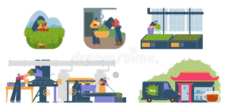 Tea Production Facility, Harvesting, Grading, Fermentation Leaves and ...
