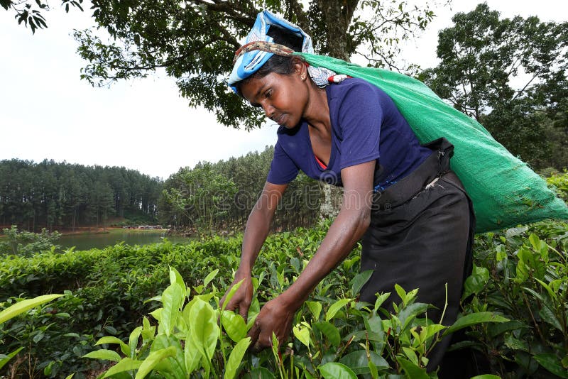 Tea Production and Tea Pickers in Sri Lanka Stock Photo - Image of ...