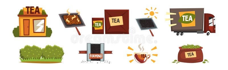 Tea Production and Process with Growing and Distribution Vector Set ...