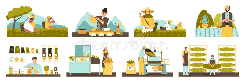 Tea Production Set stock vector. Illustration of agriculture - 249535009