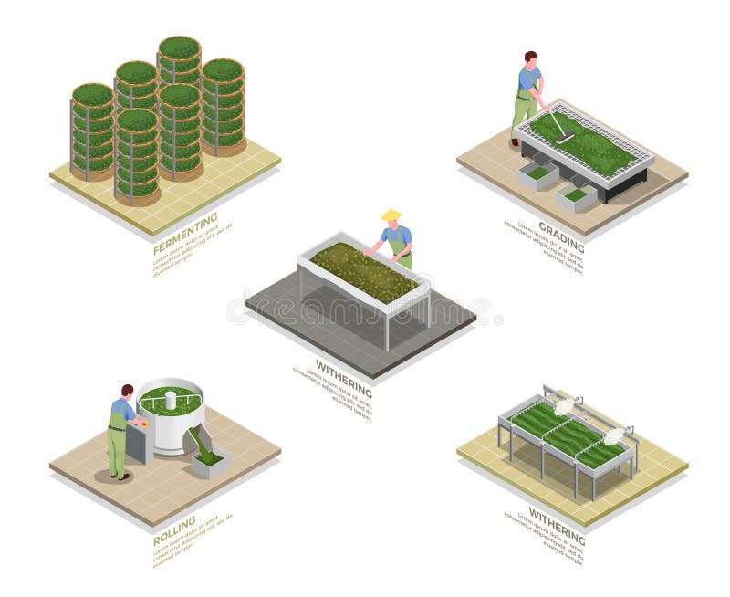 Tea Production Steps Isometric Set Stock Vector - Illustration of ...