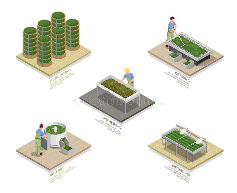 Tea Production Infographic Stock Illustrations – 13 Tea Production ...